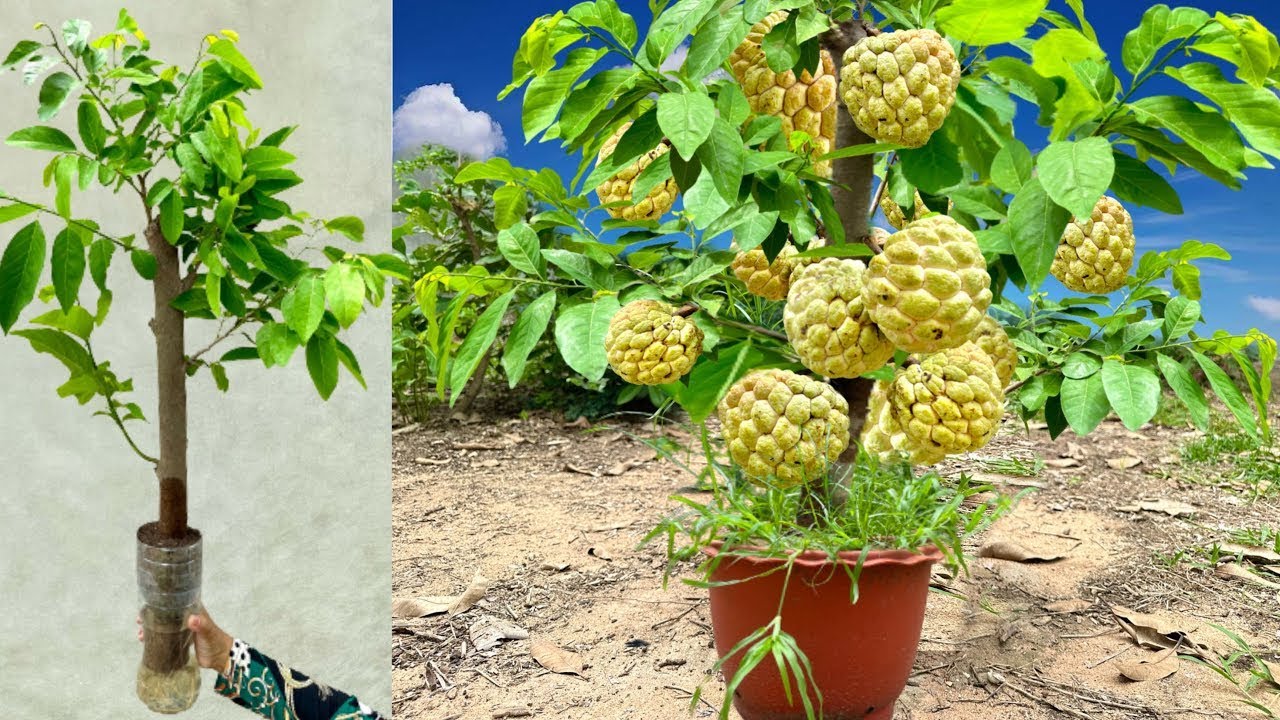 Unique skill Sweetsop tree with Aloe Vera in water bottle / how to grow ...