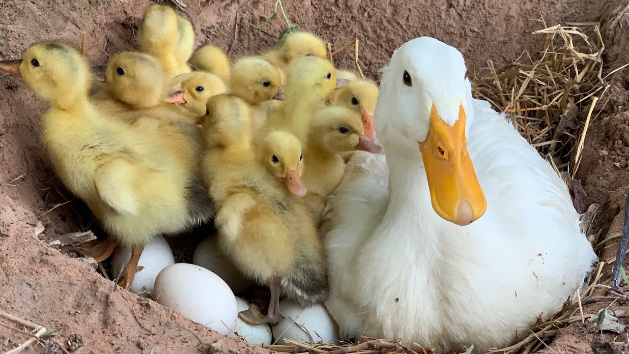 WOW Amazing Pekin 35 Duckling Hatching From eggs - cute cute Baby Duck ...