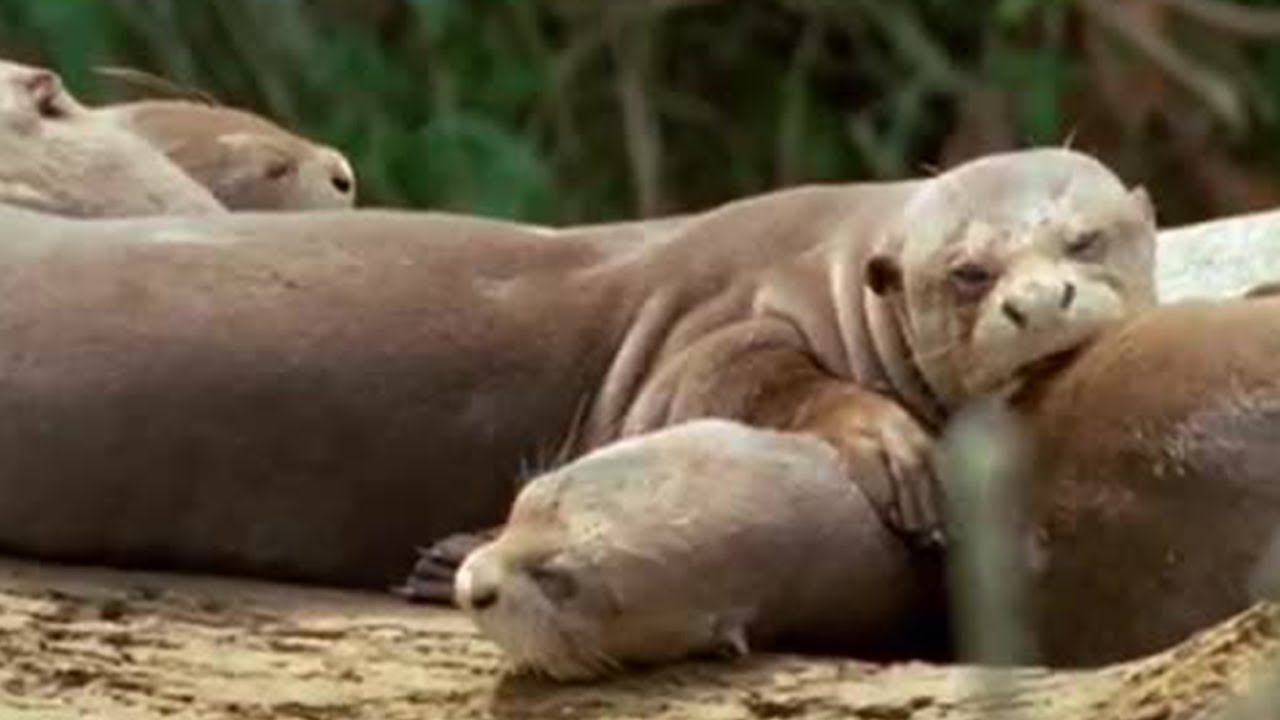 Giant Otters Sunbathing | Wildlife on One | BBC Earth - YouTube