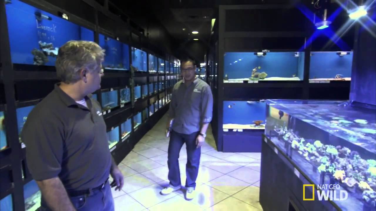 Fish Tank Kings Avoiding a Bloodbath - YouTube