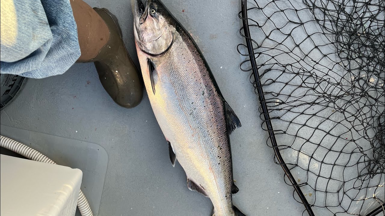 Spring Chinook Salmon Fishing!! - YouTube