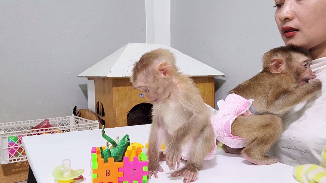 Daily maternal care keeps both monkeys healthy - YouTube