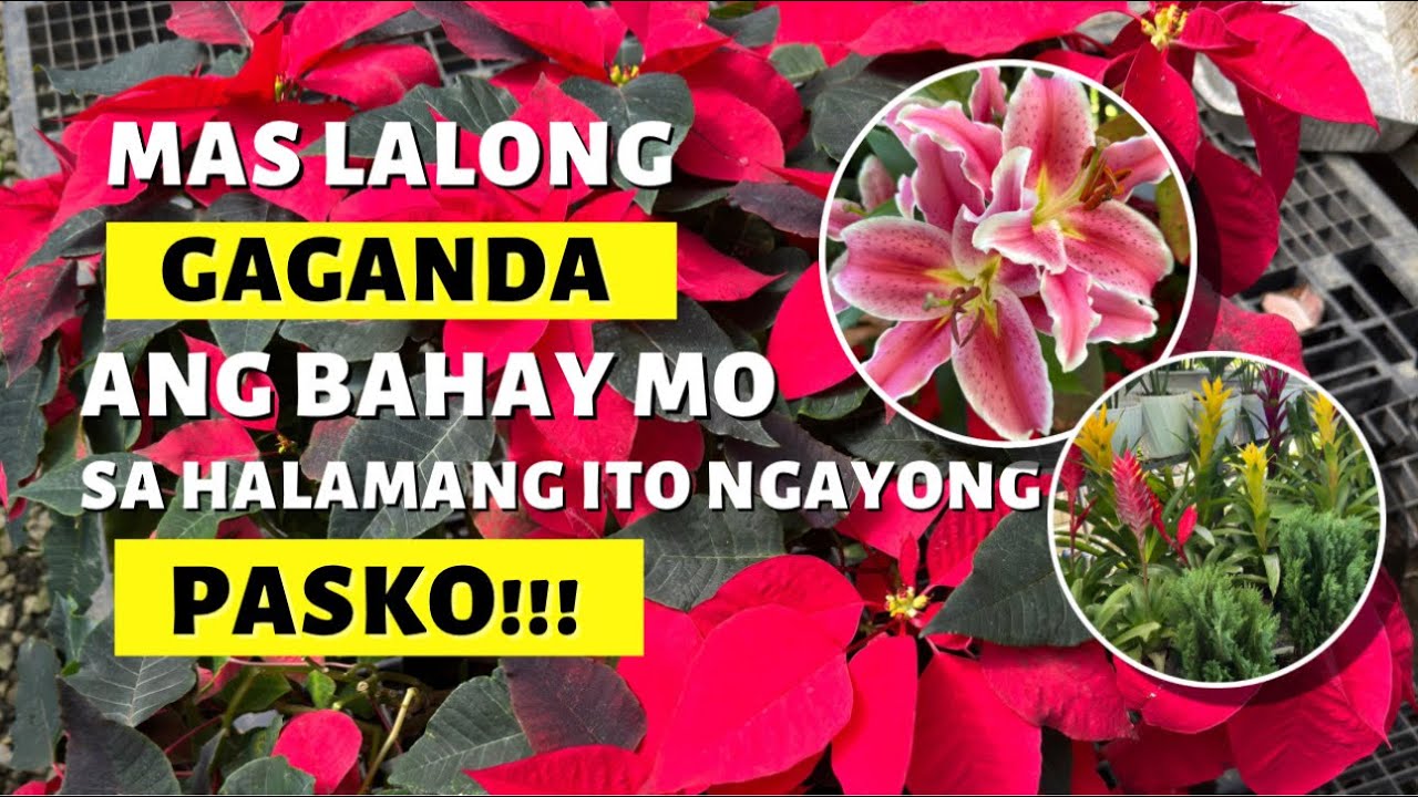 WAG NA WAG MAGPAPAWALA NG MGA HALAMANG ITO NGAYONG PASKO! - YouTube