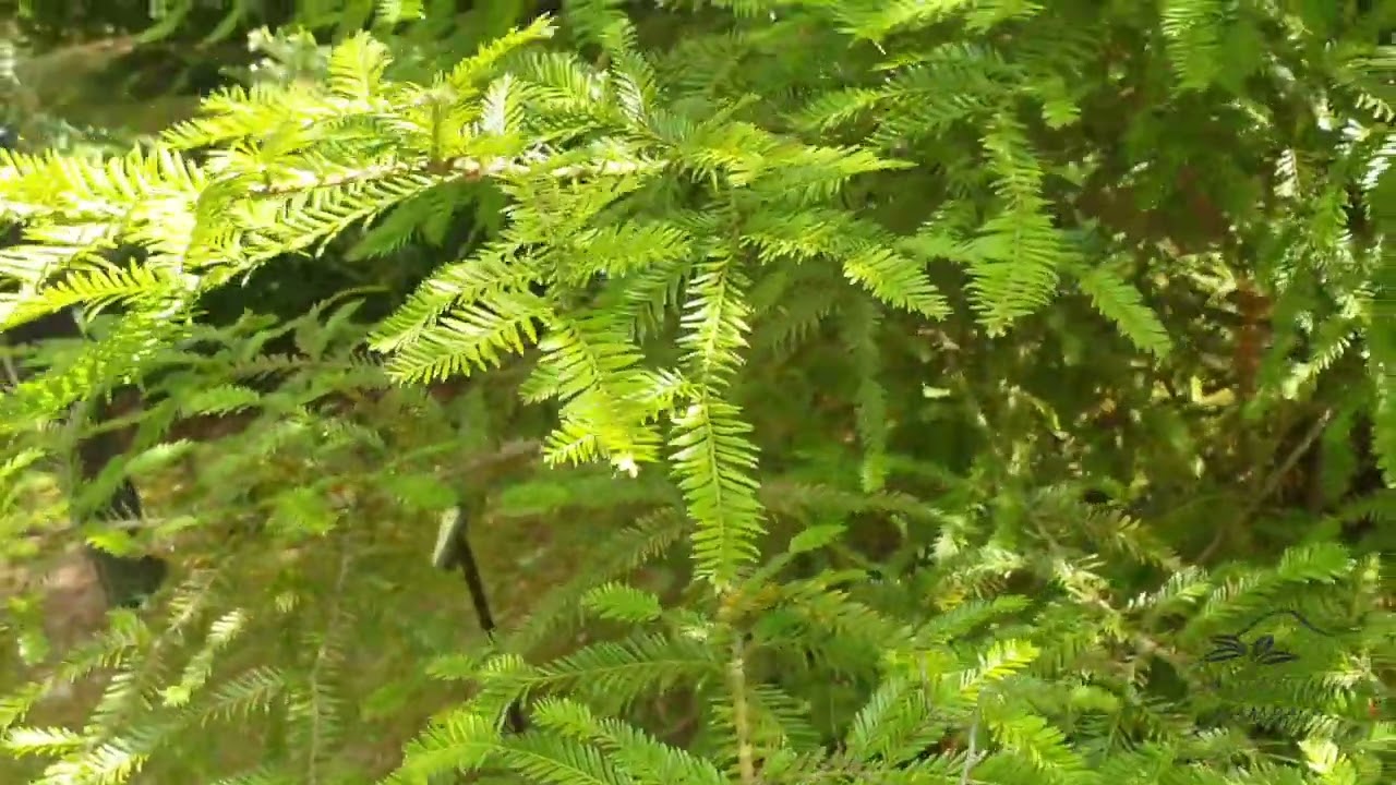 Sequoia sempervirens sekvoje vždyzelená - YouTube