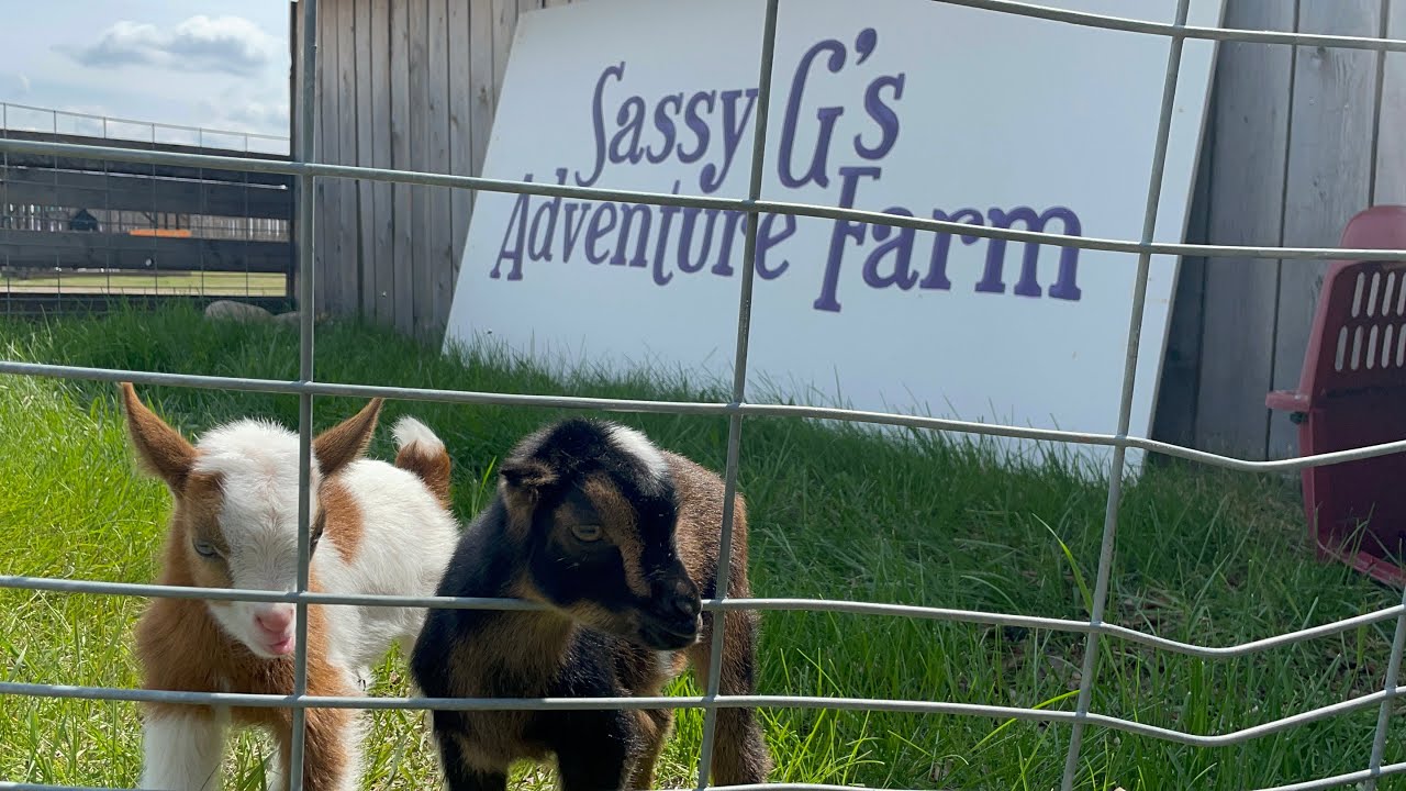 Sassy G’s Adventure Farm. June 03, 2023 - YouTube