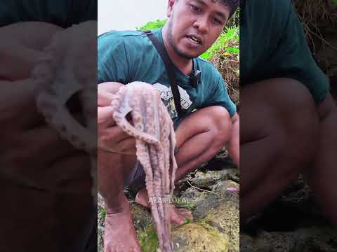 Bekas banjir banyak gurita terdampar tapi ada yang aneh 