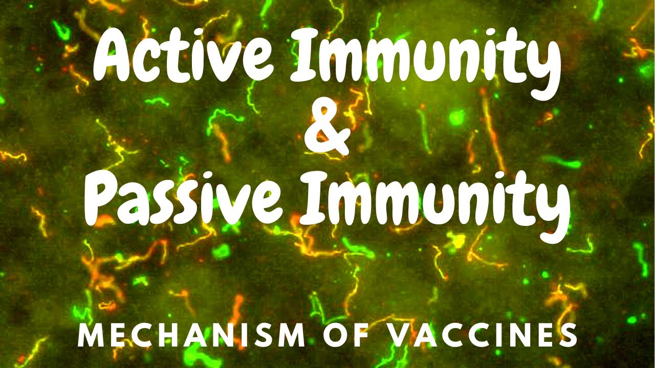 Active Immunity and Passive Immunity and Their Types - YouTube