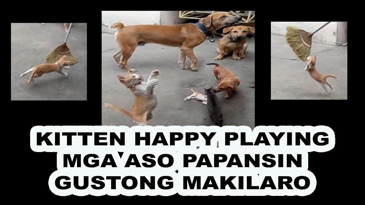 KITTEN HAPPY PLAYING MGA ASO PAPANSIN GUSTONG MAKILARO | Kopika # ...