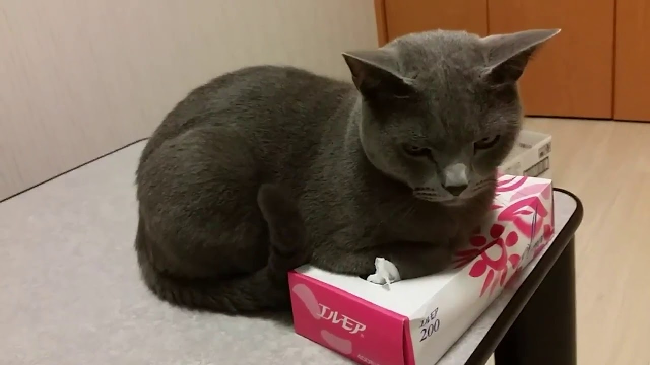 Pets being Funny Cutest Pet videos - YouTube