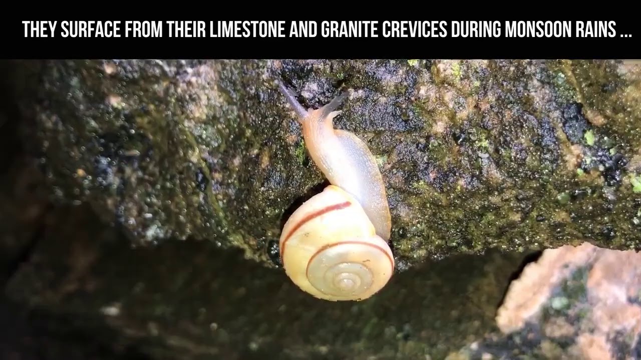 Wild & Weird: One of World's Rarest Snails Lives in the Desert - YouTube