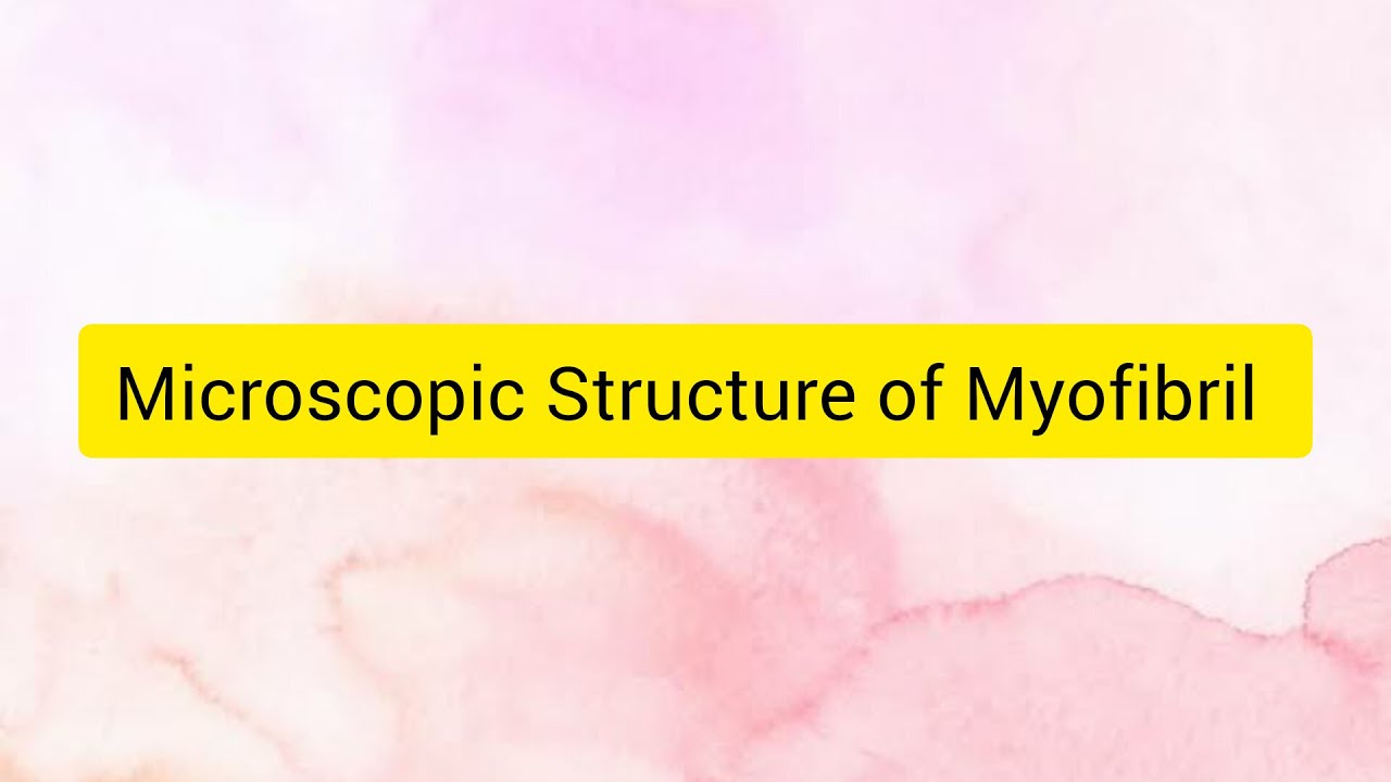 42. Microscopic Structure of Myofibril || Physiology - YouTube