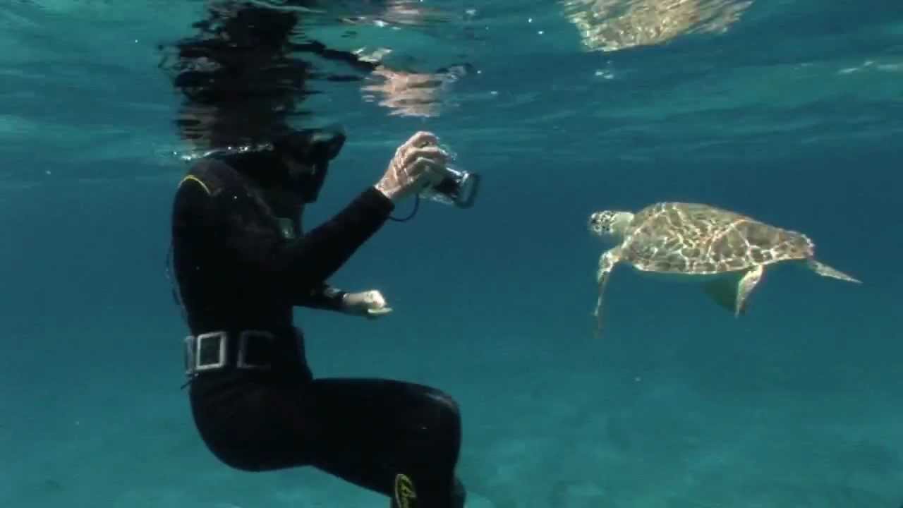 The Friendliest Sea Turtle in Bimini - YouTube