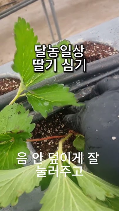 딸기심기 딸기 딸기키우기 딸기농사 딸기농장 Youtube