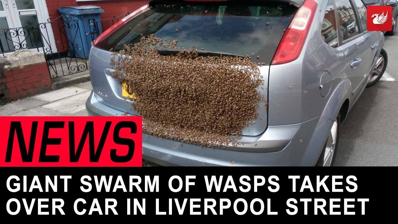 Giant swarm of wasps takes over car in Liverpool street - YouTube
