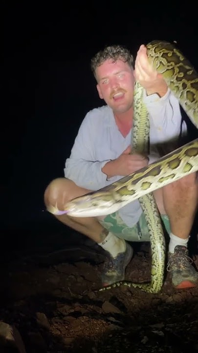 BIG BURMESE PYTHON! Beautiful Burmese Python found in Cambodia it’s ...