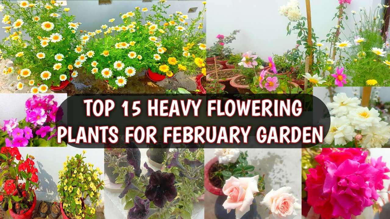TOP 15 HEAVY FLOWERING PLANTS FOR FEBRUARY GARDEN | TOP FEBRUARY ...