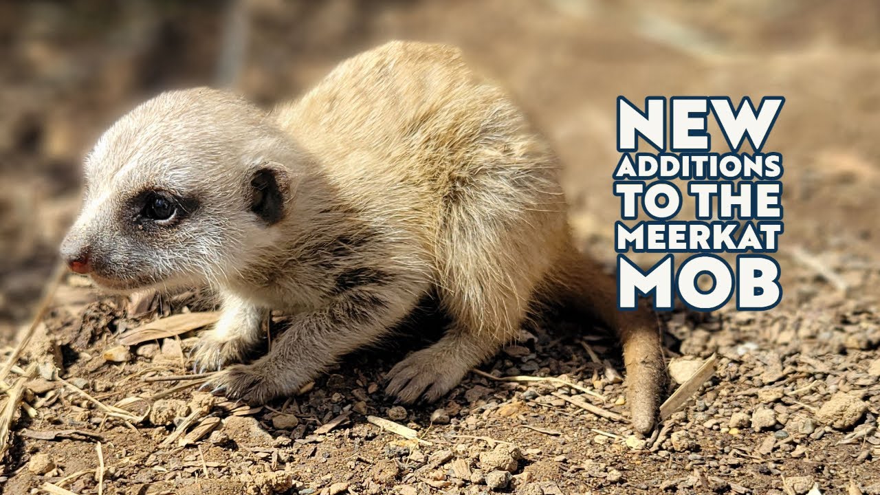 New Additions to the Meerkat Mob - YouTube