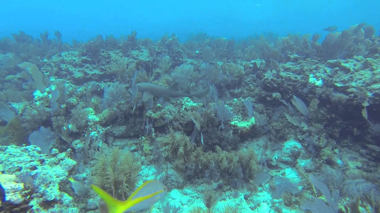 Key Largo April 2015 Dive Trip - Nurse Shark - YouTube