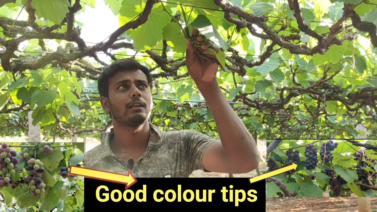 how to get good colour in banglore blue grapes in Kannada | how to get ...