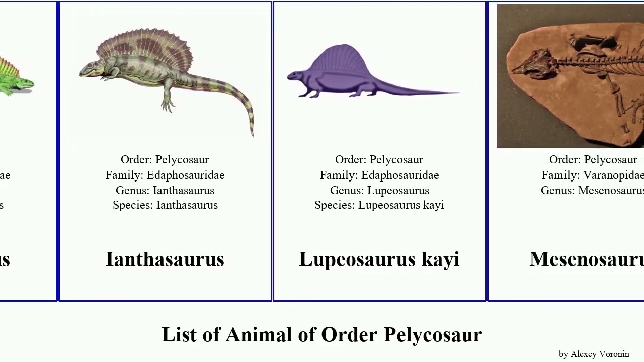 List of Animal of Order Pelycosaur mirabilis brevirostris Heleosaurus ...