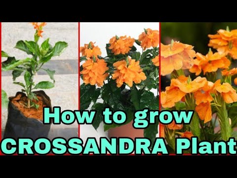 how to grow CROSSANDRA plant - YouTube