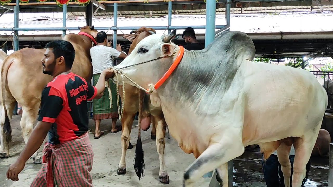 beautiful cow Pagla deshal goru | cow new collection 2021 | gorur haat ...