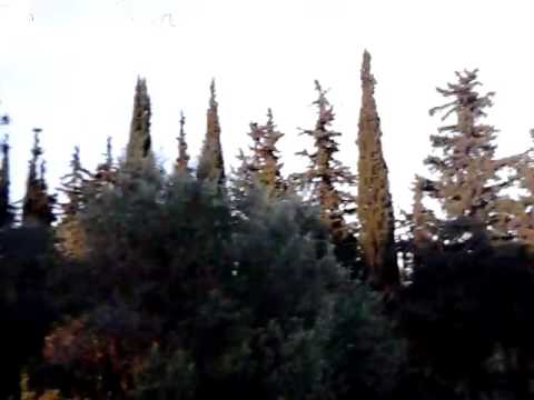 Μεσα στο δάσος - YouTube