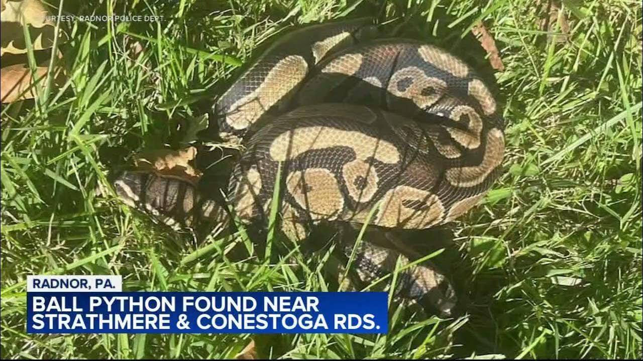 Police in Delaware County search for owner of lost ball python - YouTube