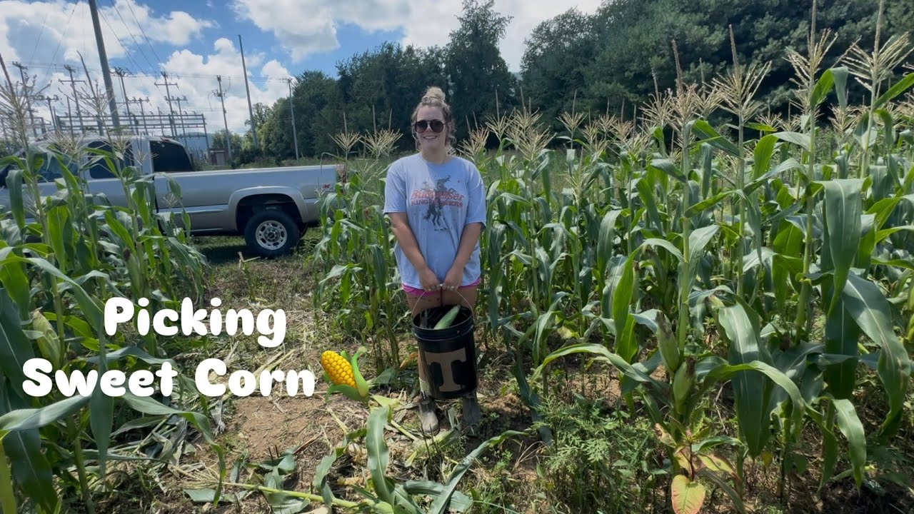 Harvesting Sweet Corn In East Tennessee - YouTube