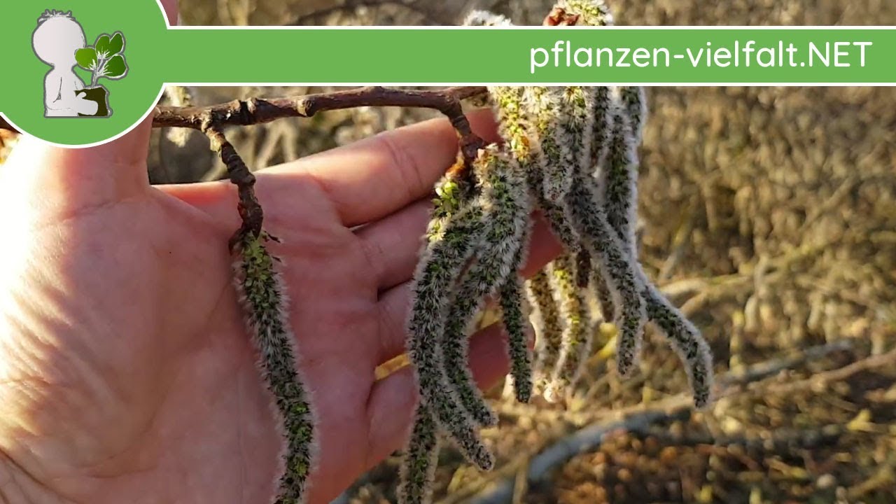 Espe / Zitterpappel - Blüten(kätzchen) - 04.04.18 (Populus tremula ...