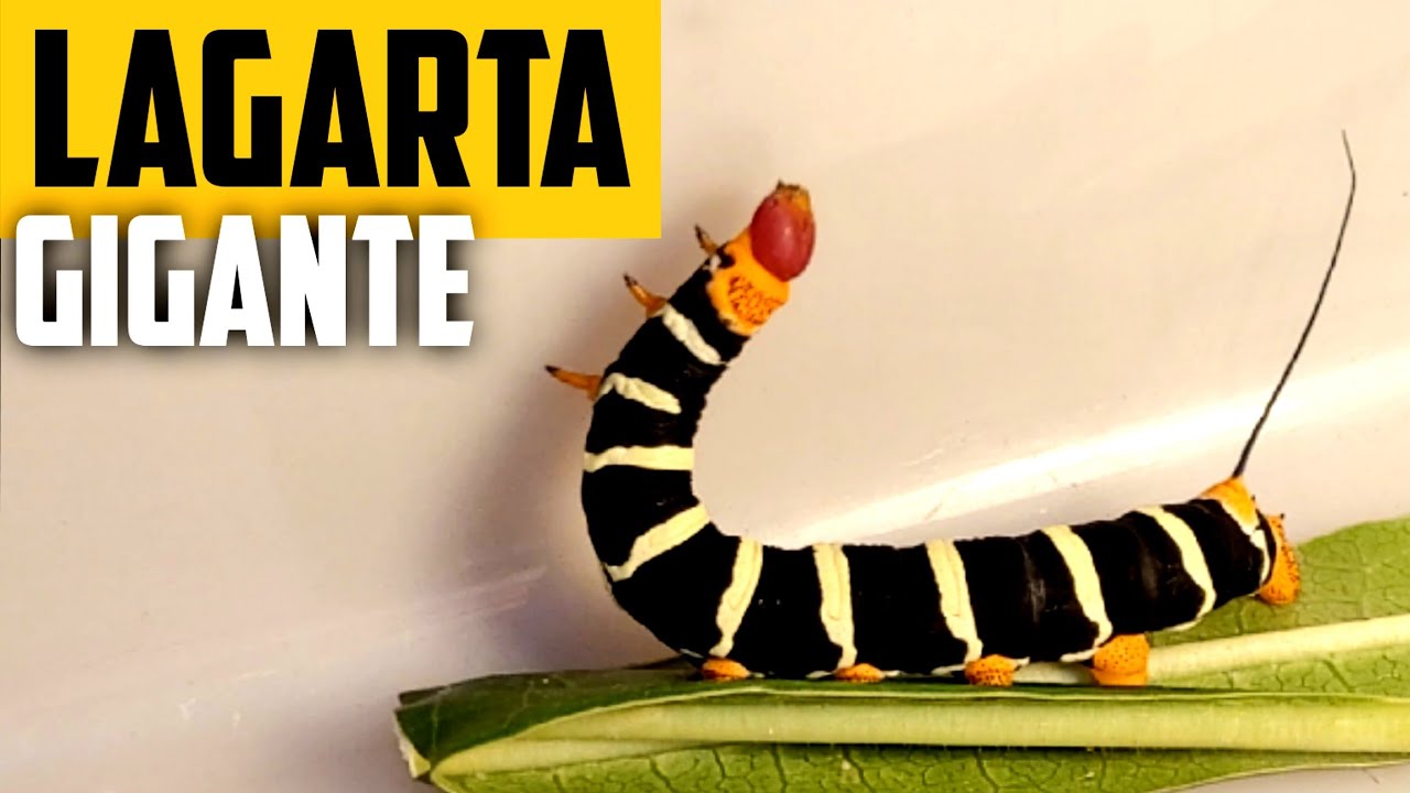 LAGARTAS VENENOSAS serão meus novos PET ! - Mandruvá Cachorro - YouTube