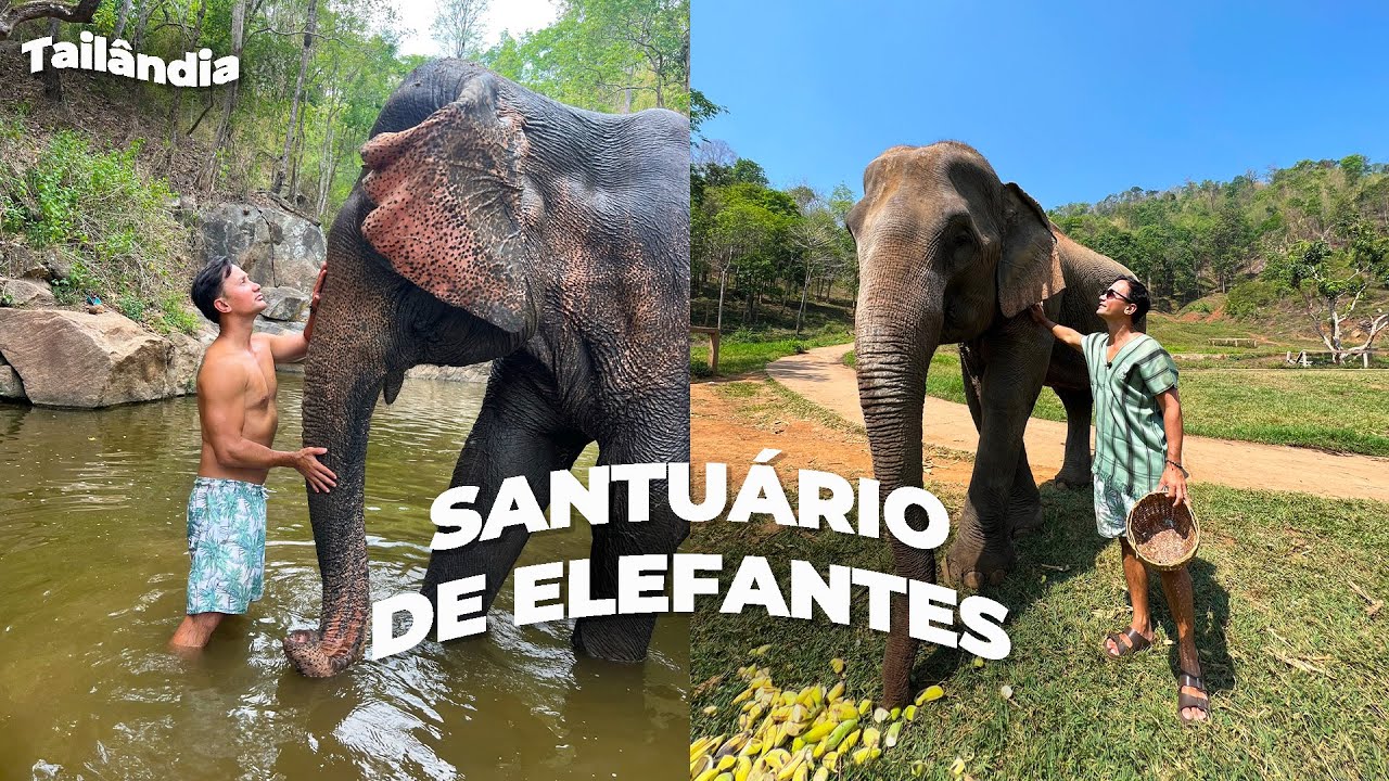 TUDO SOBRE O SANTUÁRIO DE ELEFANTES EM CHIANG MAI, NA TAILÂNDIA ...