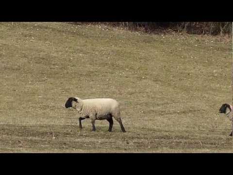 Počítání oveček