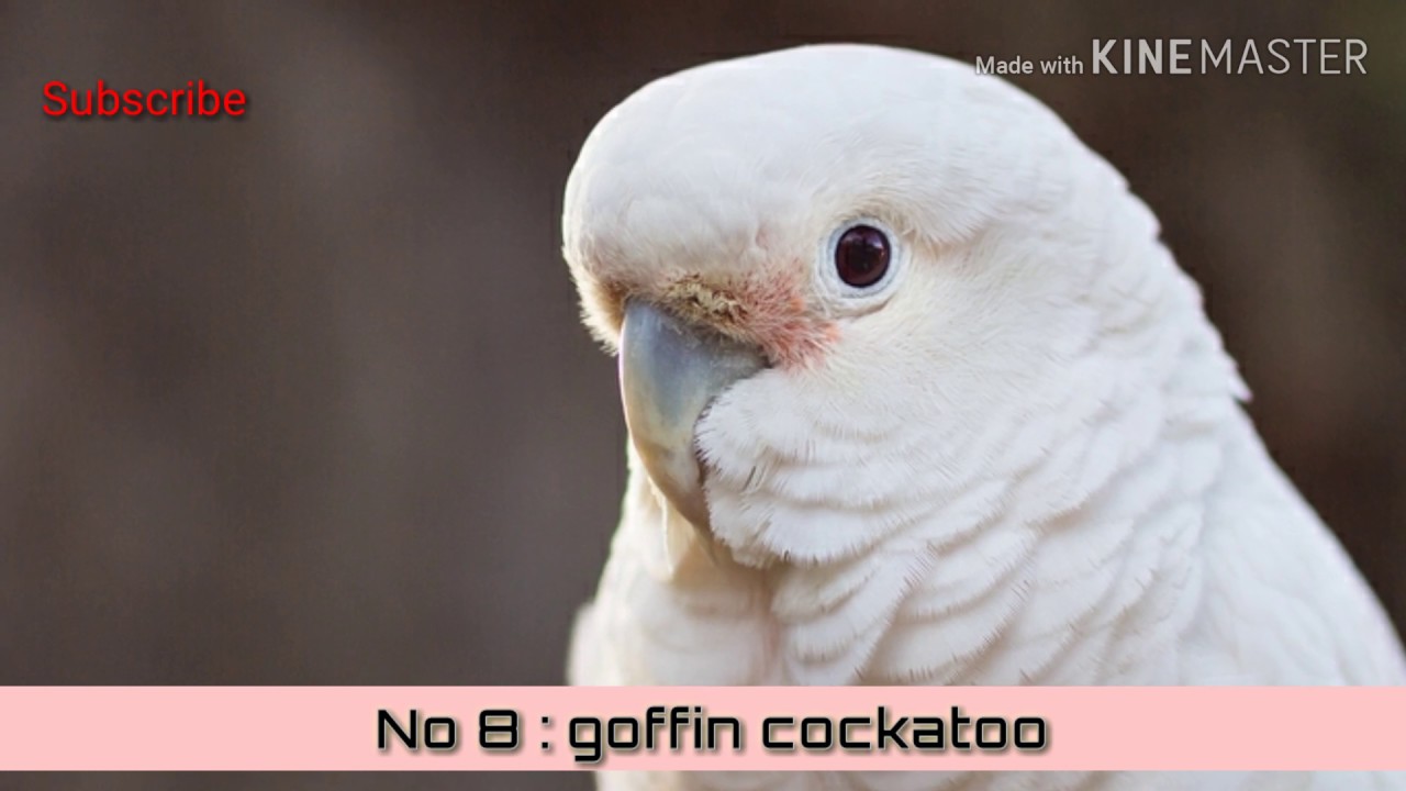 Top 10 beautiful cockatoo in the world - YouTube
