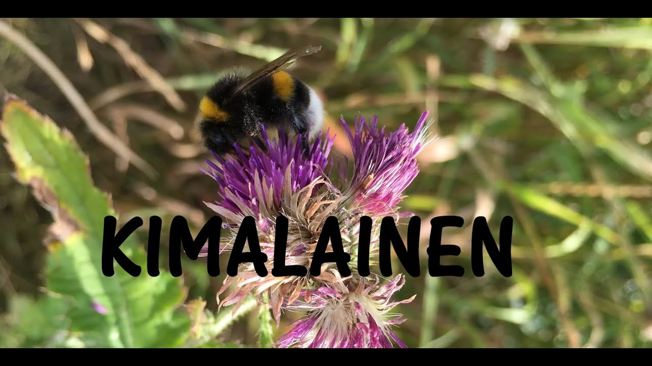 Kimalainen - YouTube