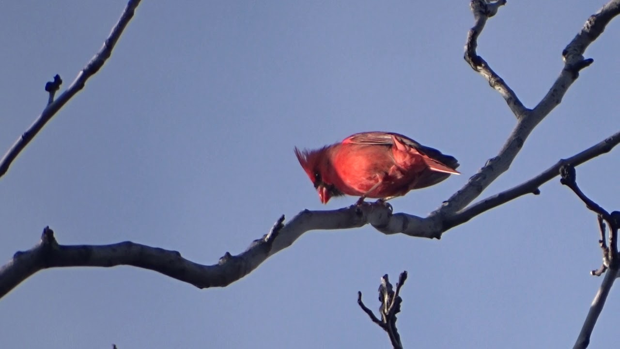 Peanut the Cardinal Mating Ritual - YouTube