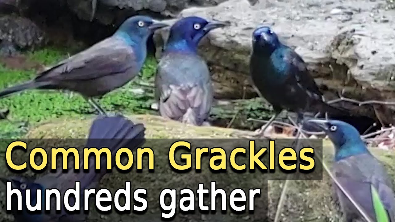 Common Grackle Flock - hundreds of birds - YouTube