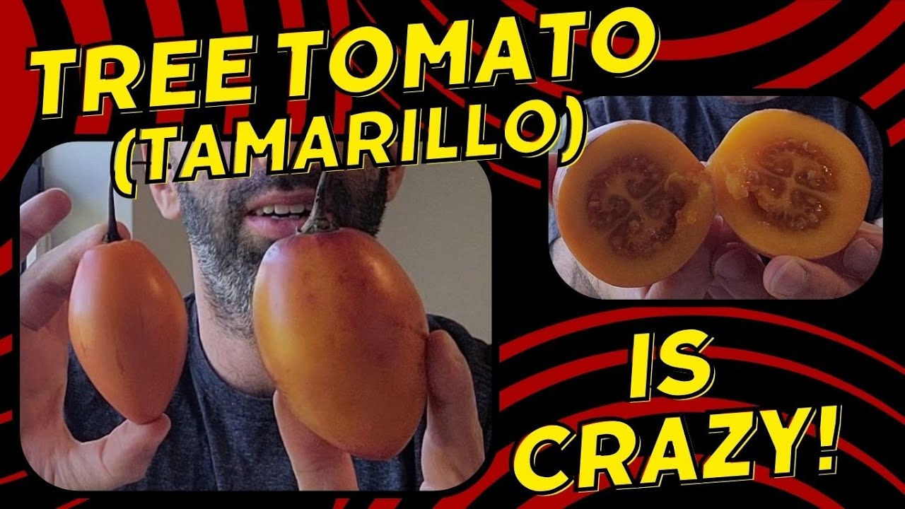 Bizarre Fruit: Tree Tomato (aka Tamarillo) - tastes crazy! - YouTube