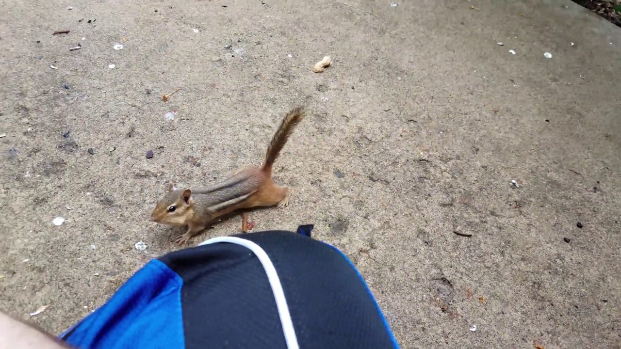 Cute Eastern Chipmunk "Monklet" drinking water then taking peanuts from ...