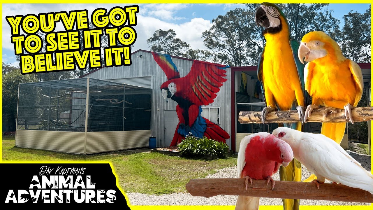 THE MOST AWESOME PARROT AVIARY YOU'VE EVER SEEN REVISITED! - YouTube