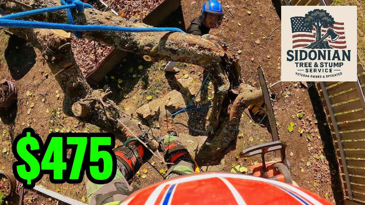 The Most Awkward Small Tree Removal I've Done | Milwaukee Top Handle ...