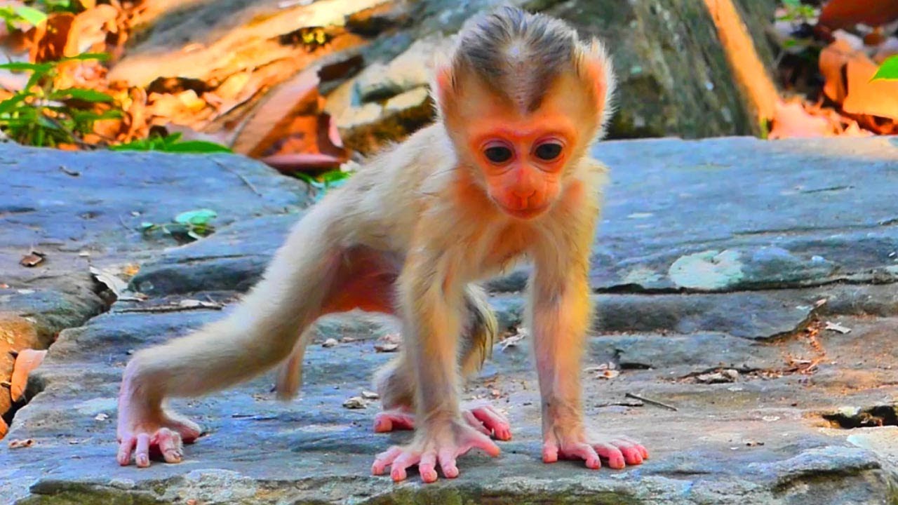 Cute Baby Monkey Jovi Lifestyles, Enjoy Beautiful Nature With Most ...