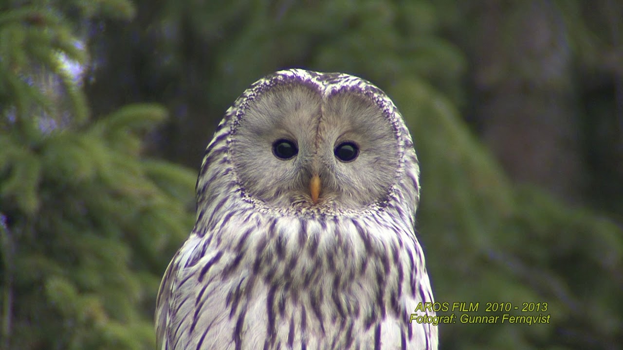 UGGLOR Owls Klipp - 2355 - YouTube