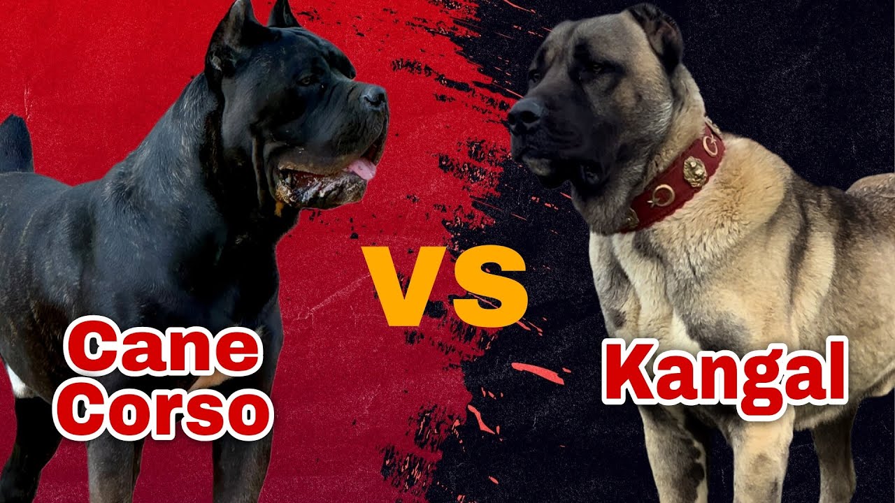Breed Showdown: Cane Corso or Kangal? - YouTube