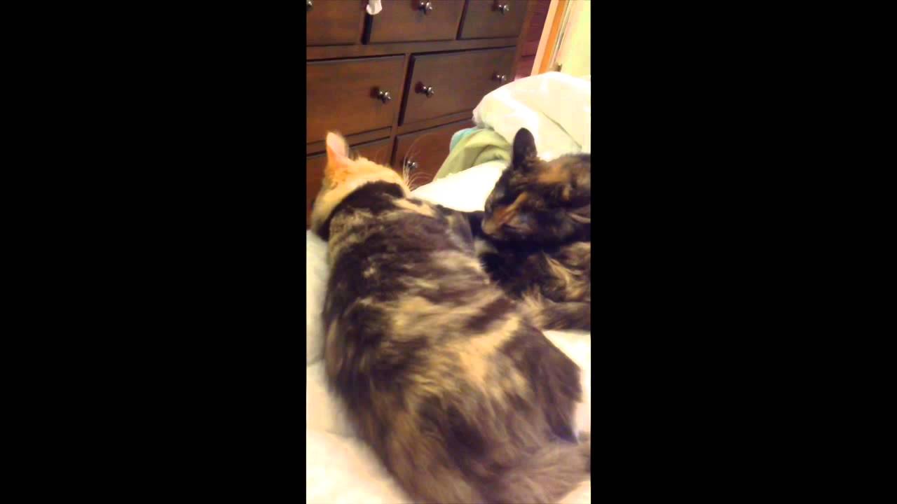 Cats Compilation 2015 Youtube