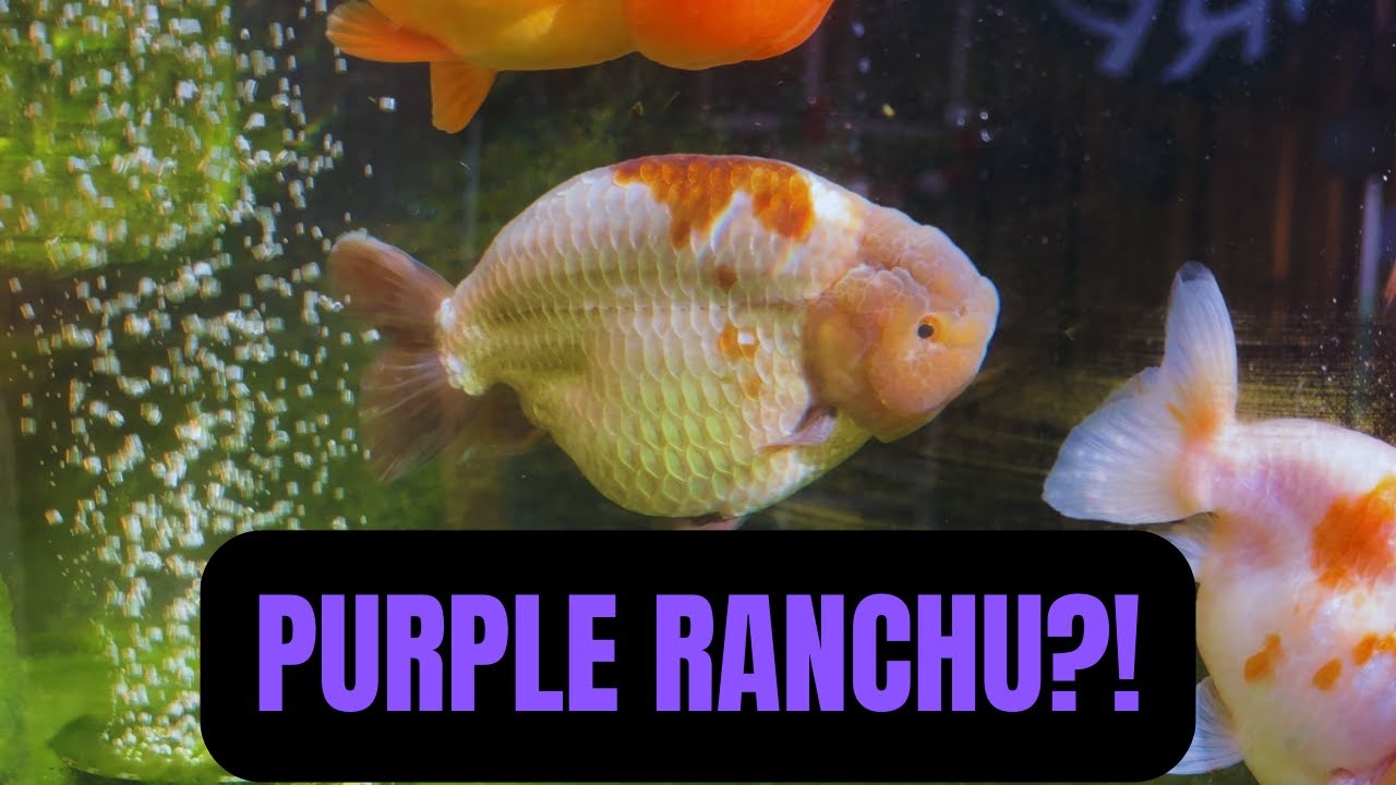 New Purple Ranchu Goldfish in Fish Haven - YouTube