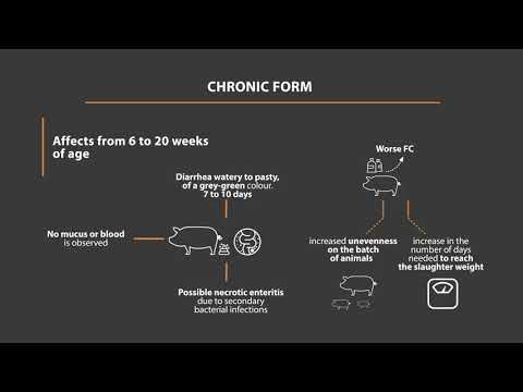 Clinical Signs of Ileitis - YouTube