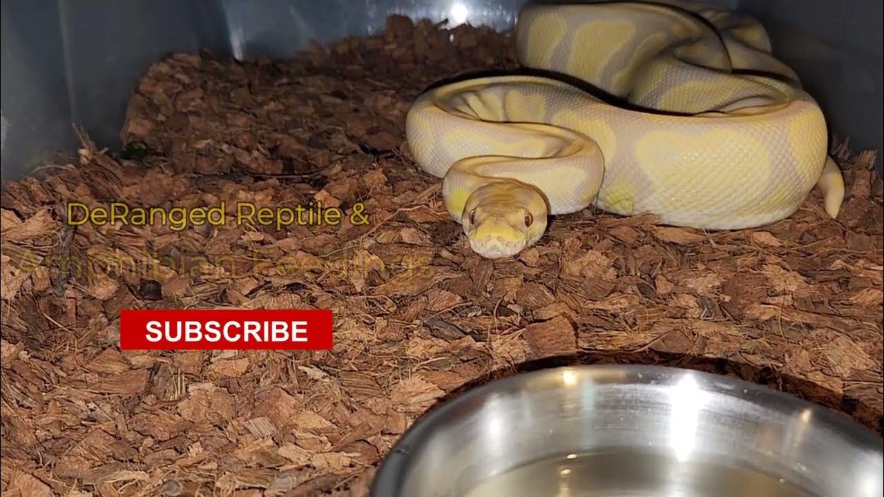 Beautiful Python Crushes Live Mouse / Warning Live Feeding - YouTube