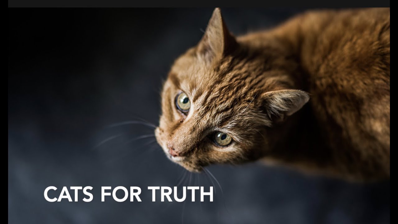 Cats for Truth | Integrity - YouTube