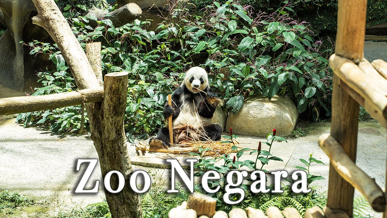 Zoo Negara Malaysia【Full Tour in 4k】 - YouTube